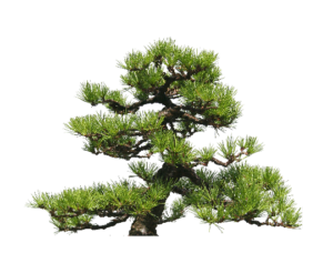 Borove iglice - isprobajte Perskindol